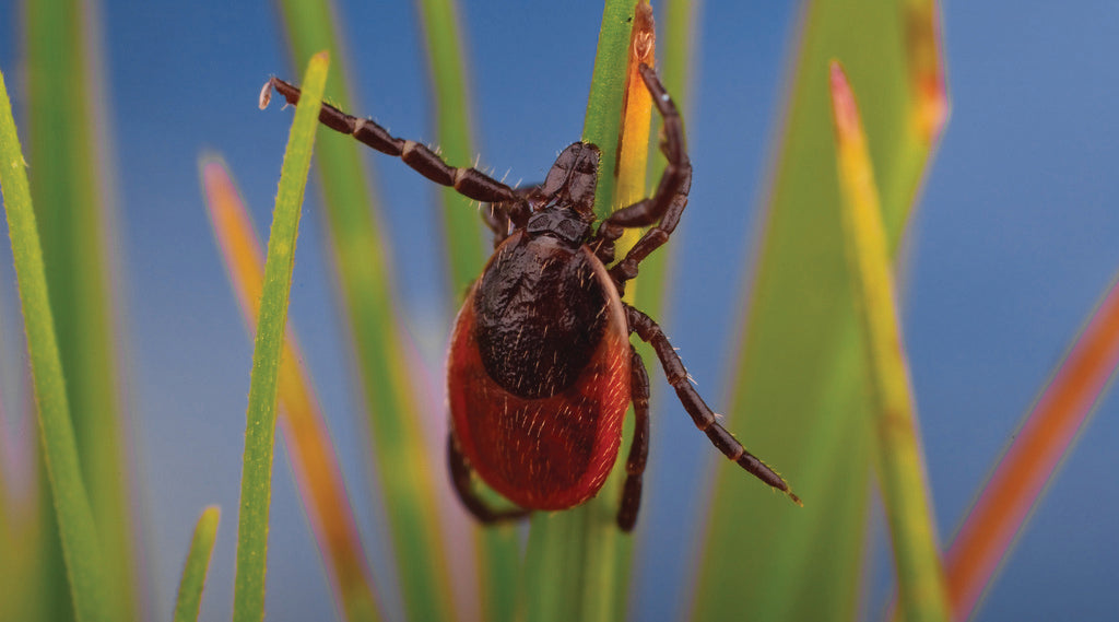 How To Use O'Tom Tick Hooks – BushWear