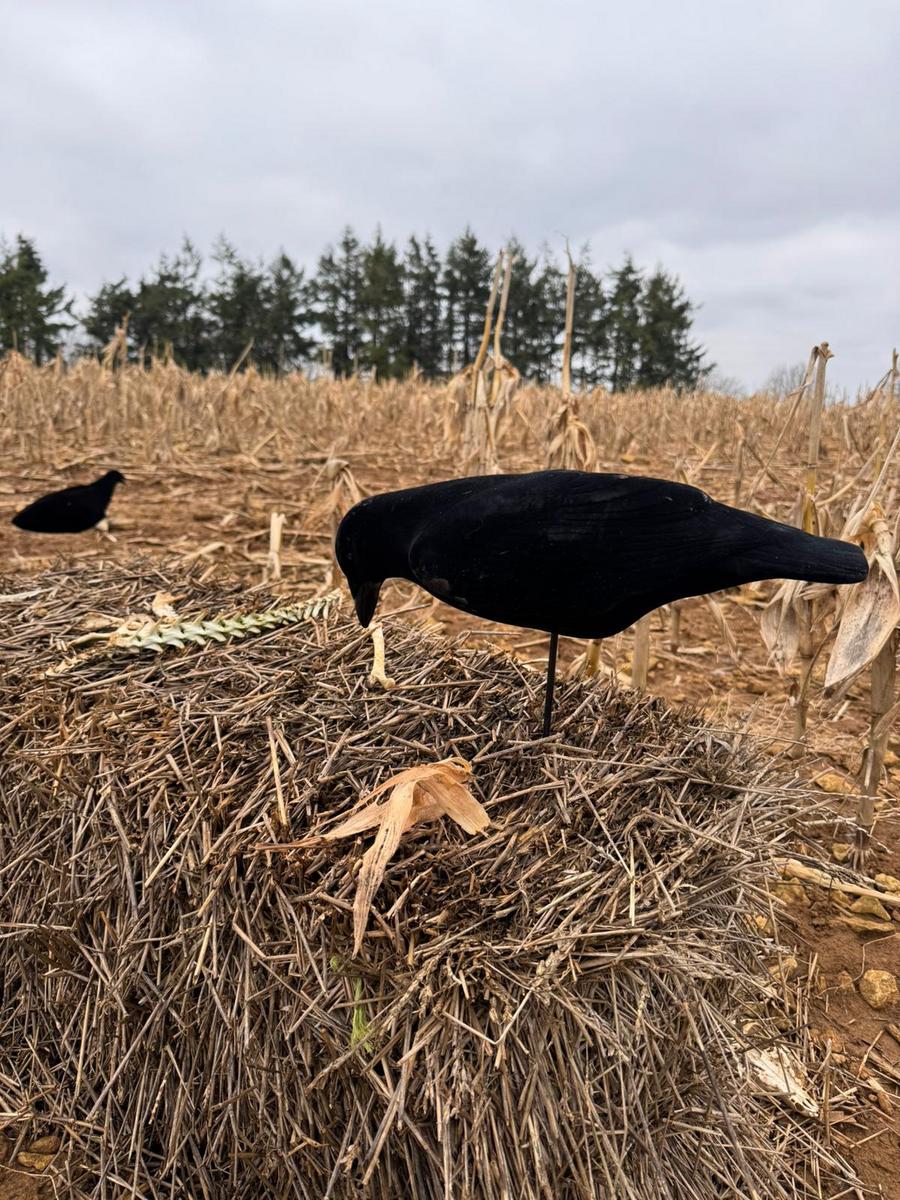 Final Approach FA-194002 Last Pass Fully Flocked Crow Decoys - 3 Pack ...